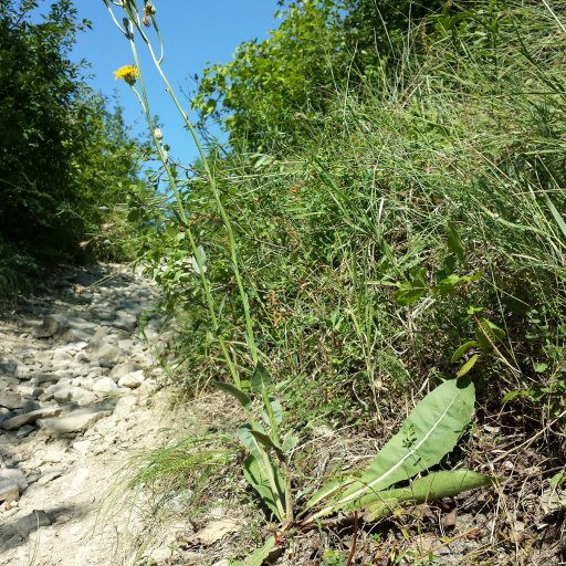 Pasture Hawksbeard (Crepis Pannonica) Plant Care & How to Grow, Water