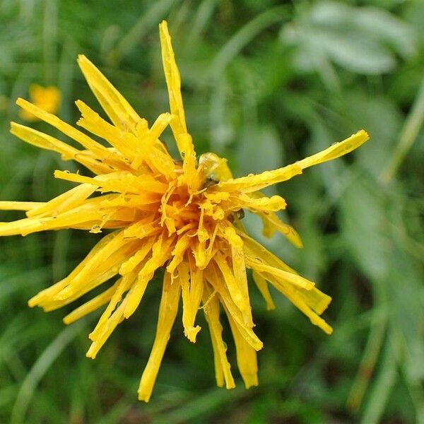 Hawk's-Beard (Crepis Pontana) Plant Care & How to Grow, Water