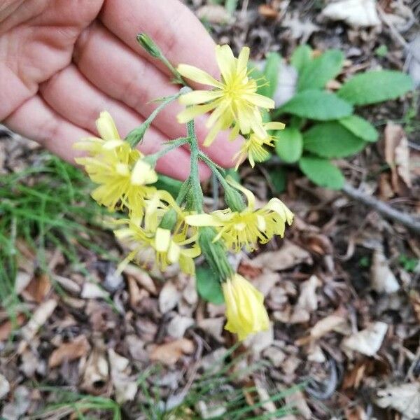 Leafless Hawk's-Beard (Crepis Praemorsa) Plant Care & How to Grow, Water
