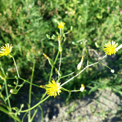 Hawk's-Beard (Crepis Pulchra) Plant Care & How to Grow, Water