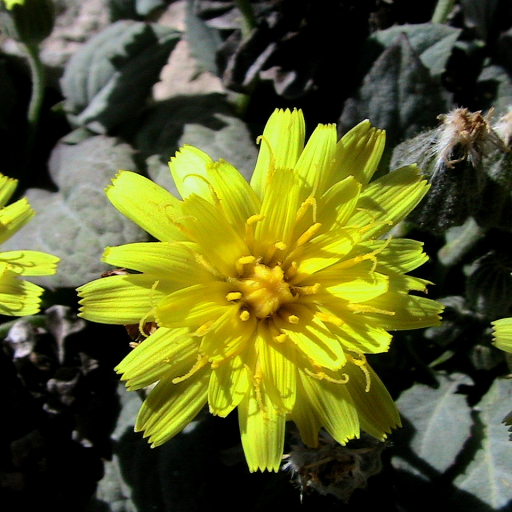 Pygmy Hawksbeard (Crepis Pygmaea) Plant Care & How to Grow, Water