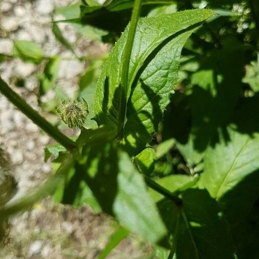 Tiputree (Tipuana Tipu) Plant Care & How to Grow, Water