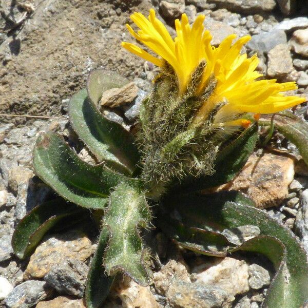 Crepis Rhaetica Plant Care & How to Grow, Water