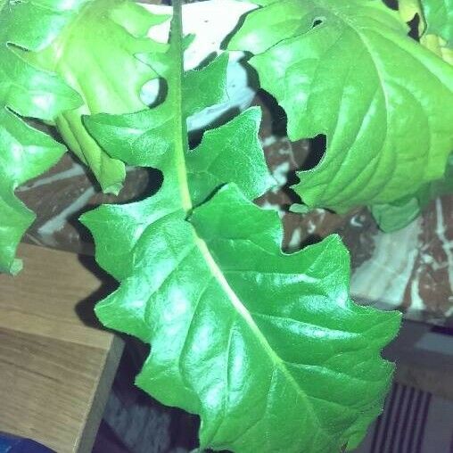 Dandelion (Crepis Sancta) Plant Care & How to Grow, Water