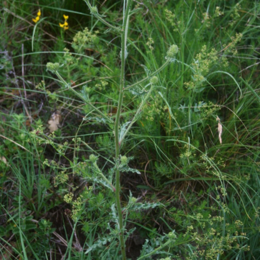 Bristly Hawksbeard (Crepis Setosa) Plant Care & How to Grow, Water