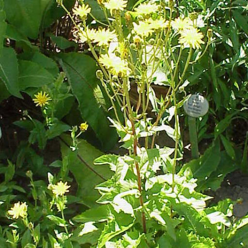 Crepis Sibirica Plant Care & How to Grow, Water