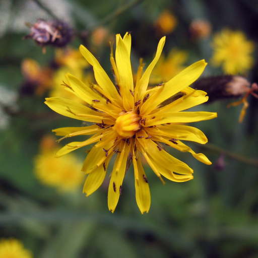 Narrowleaf Hawksbeard (Crepis Tectorum) Plant Care & How to Grow, Water