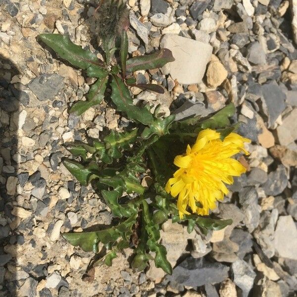 Triglav Hawksbeard (Crepis Terglouensis) Plant Care & How to Grow, Water