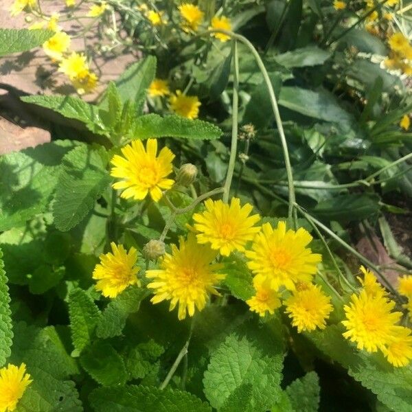 Crepis Triasii Plant Care & How to Grow, Water