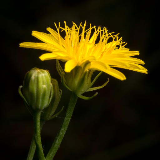 Weedy Hawksbeard (Crepis Vesicaria) Plant Care & How to Grow, Water