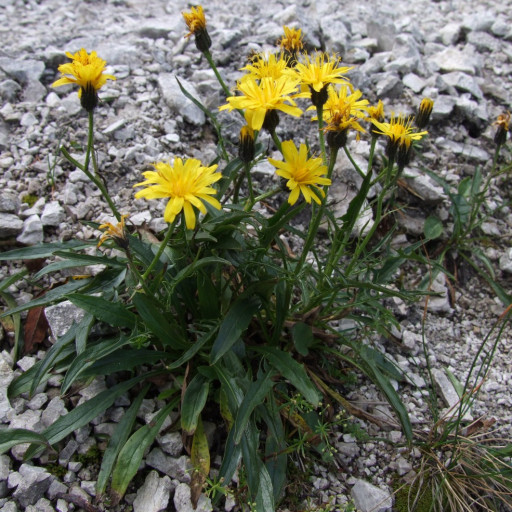 Hawksbeards (Crepis) Plant Care & How to Grow, Water