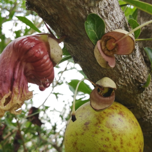 Morrito (Crescentia Alata) Plant Care & How to Grow, Water