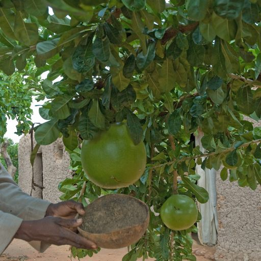 Calabash (Crescentia Cujete) Plant Care & How to Grow, Water