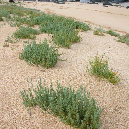 Spreading Alkali-Weed (Cressa Truxillensis) Care Guide: Water, Soil ...