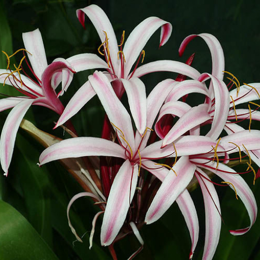 Poison Bulb (Crinum × Amabile) Plant Care & How to Grow, Water