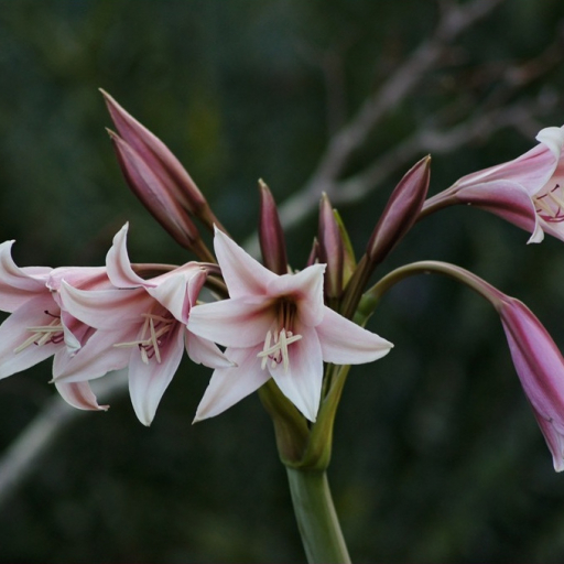 Hardy Swamp-lily (Crinum Bulbispermum) Plant Care & How to Grow, Water