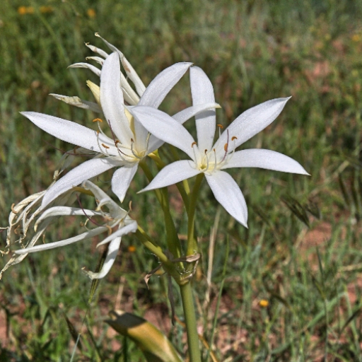 Murray Lily (Crinum Flaccidum) Care Guide: Water, Soil & Propagation ...
