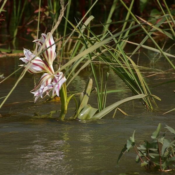 Milk And Wine Crinum (Crinum Ornatum) Plant Care & How to Grow, Water