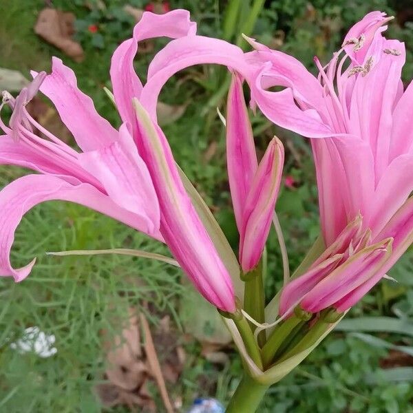 Powell's Cape-Lily (Crinum × Powellii) Plant Care & How to Grow, Water