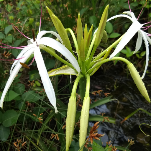 River Crinum Lily (Crinum Viviparum) Care Guide: Water, Soil ...