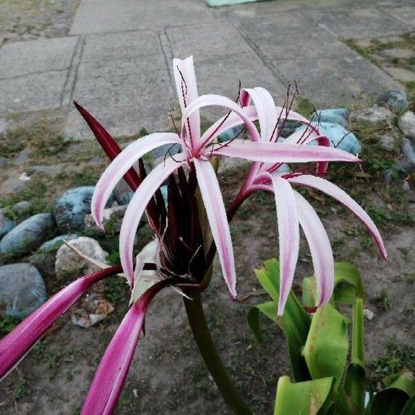 Ceylon Swamplily (Crinum Zeylanicum) Plant Care & How to Grow, Water