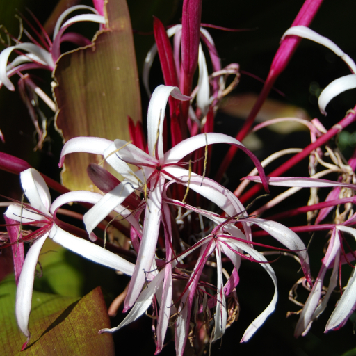 Swamplilies (Crinum) Plant Care & How to Grow, Water