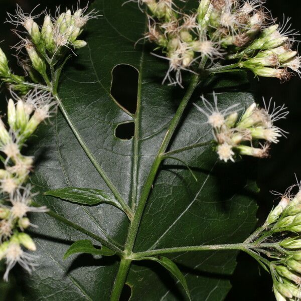 Critonia Quadrangularis Plant Care & How to Grow, Water