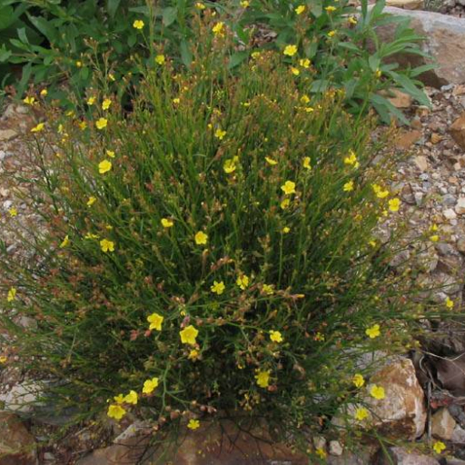 Broom-Rose (Crocanthemum Scoparium) Plant Care & How to Grow, Water