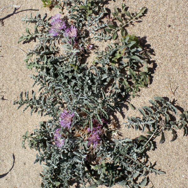 Crocodilium Pumilio Plant Care & How to Grow, Water