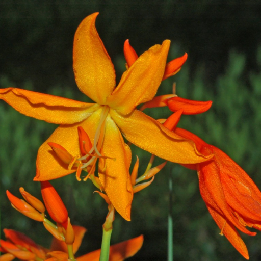 Falling Stars (Crocosmia Aurea) Plant Care & How to Grow, Water