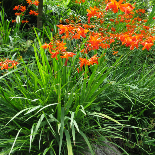 Montbretia (Crocosmia × Crocosmiiflora) Plant Care & How to Grow, Water