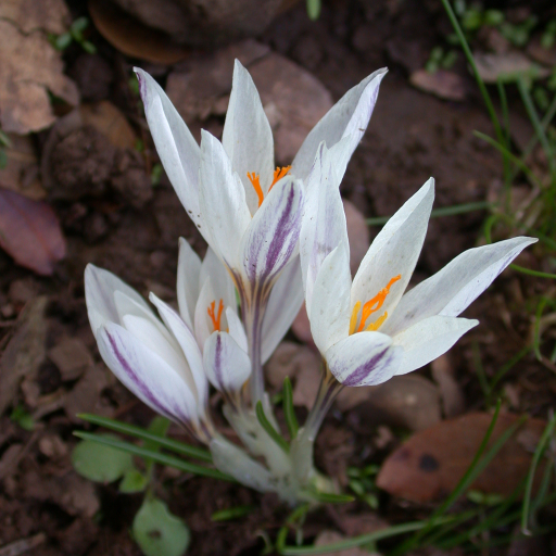 Aleppo Crocus (Crocus Aleppicus) Care Guide: Water, Soil & Propagation ...