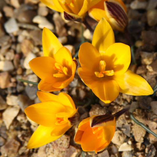 Cloth Of Gold (Crocus Angustifolius) Plant Care & How to Grow, Water