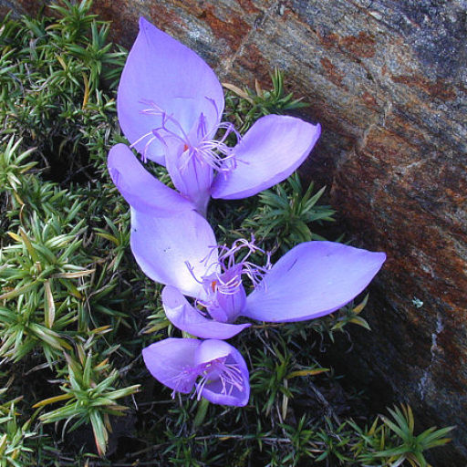 Crocus Banaticus Plant Care & How to Grow, Water