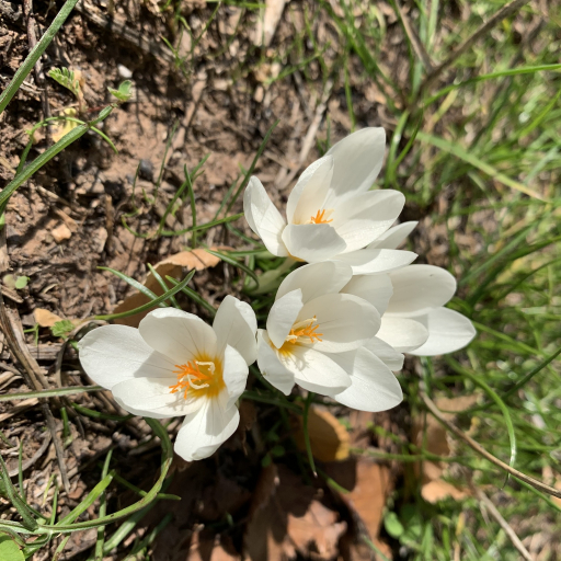 Crocus Boryi Care Guide: Water, Soil & Propagation - Plantiary