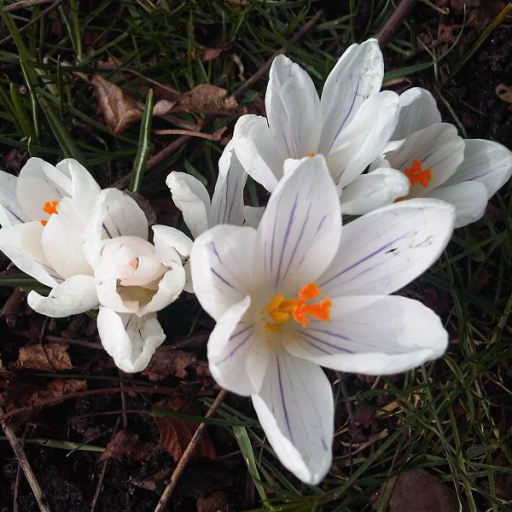 زعفران خزری (Crocus Caspius) Care Guide: Water, Soil & Propagation ...