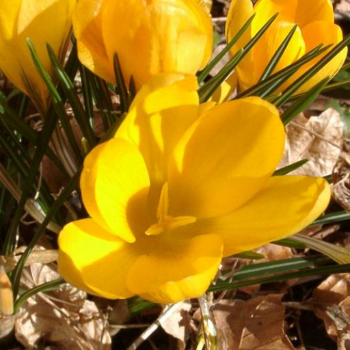 Snow Crocus (Crocus Chrysanthus) Plant Care & How to Grow, Water