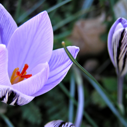 Corsican Crocus (Crocus Corsicus) Plant Care & How to Grow, Water