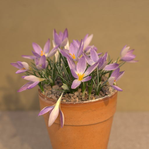 Dalmatian Saffron (Crocus Dalmaticus) Plant Care & How to Grow, Water