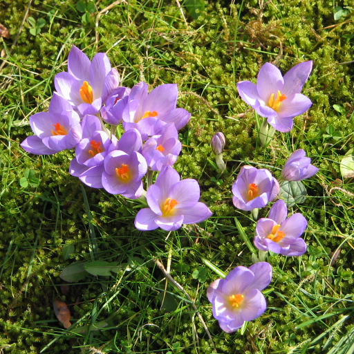 Etruscan Crocus (Crocus Etruscus) Plant Care & How to Grow, Water