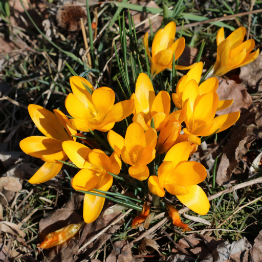 Yellow Crocus (Crocus Flavus) Plant Care & How to Grow, Water
