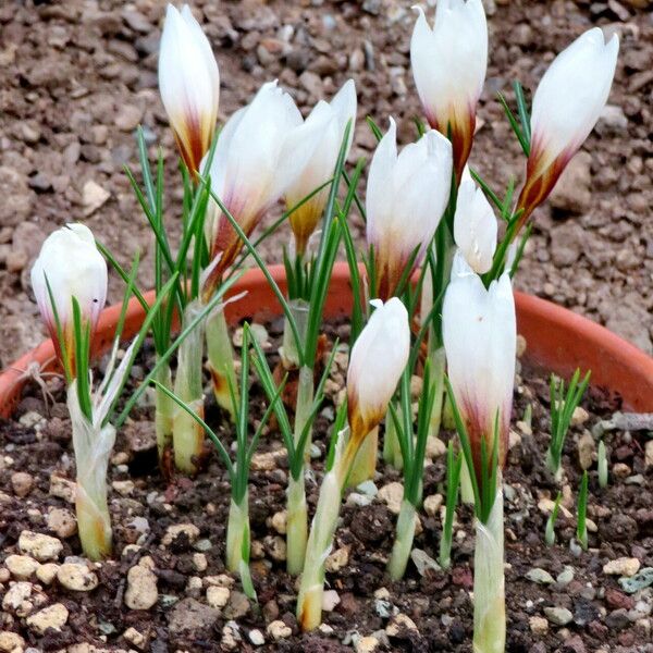 Crocus Hadriaticus Plant Care & How to Grow, Water