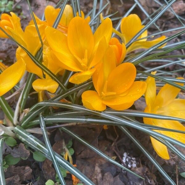 Dutch Yellow Crocus (Crocus × Luteus) Plant Care & How to Grow, Water