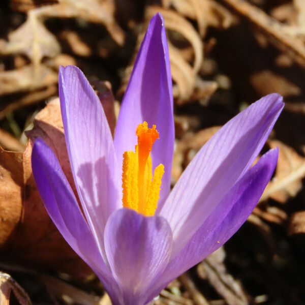 Spring Crocus (Crocus Neapolitanus) Plant Care & How to Grow, Water
