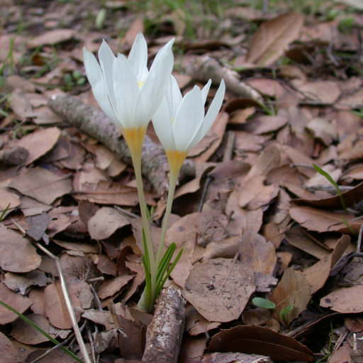 Crocus Ochroleucus Plant Care & How to Grow, Water
