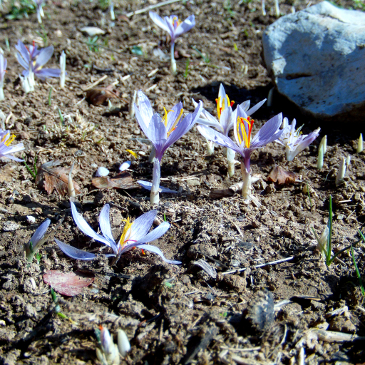 Crocus Oreocreticus Plant Care & How to Grow, Water