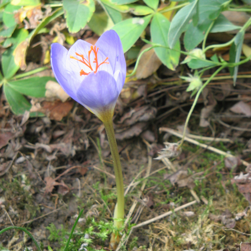 Hairy Crocus (Crocus Pulchellus) Plant Care & How to Grow, Water