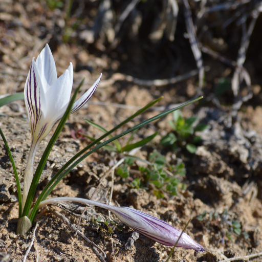 Cloth-Of-Gold Crocus (Crocus Reticulatus) Plant Care & How to Grow, Water