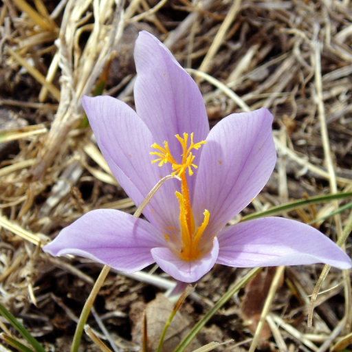Late Crocus (Crocus Serotinus) Plant Care & How to Grow, Water
