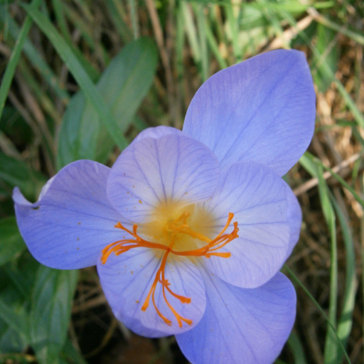 Bieberstein's Crocus (Crocus Speciosus) Plant Care & How to Grow, Water